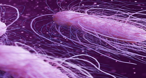 Salmonella enterica | TracePatho - TracePatho